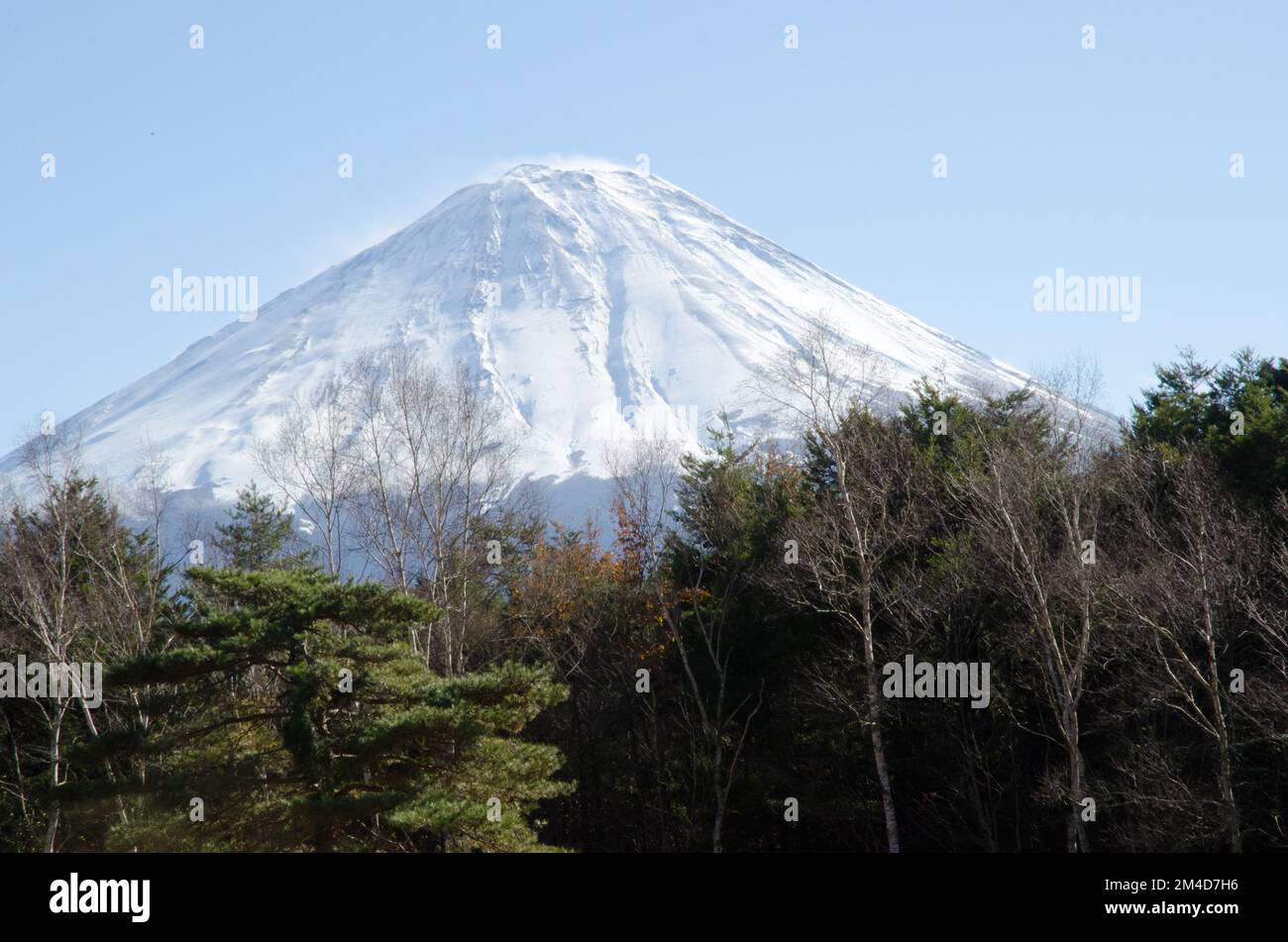 Mount Fuji and forest. Fuji-Hakone-Izu National Park. Honshu. Japan ...