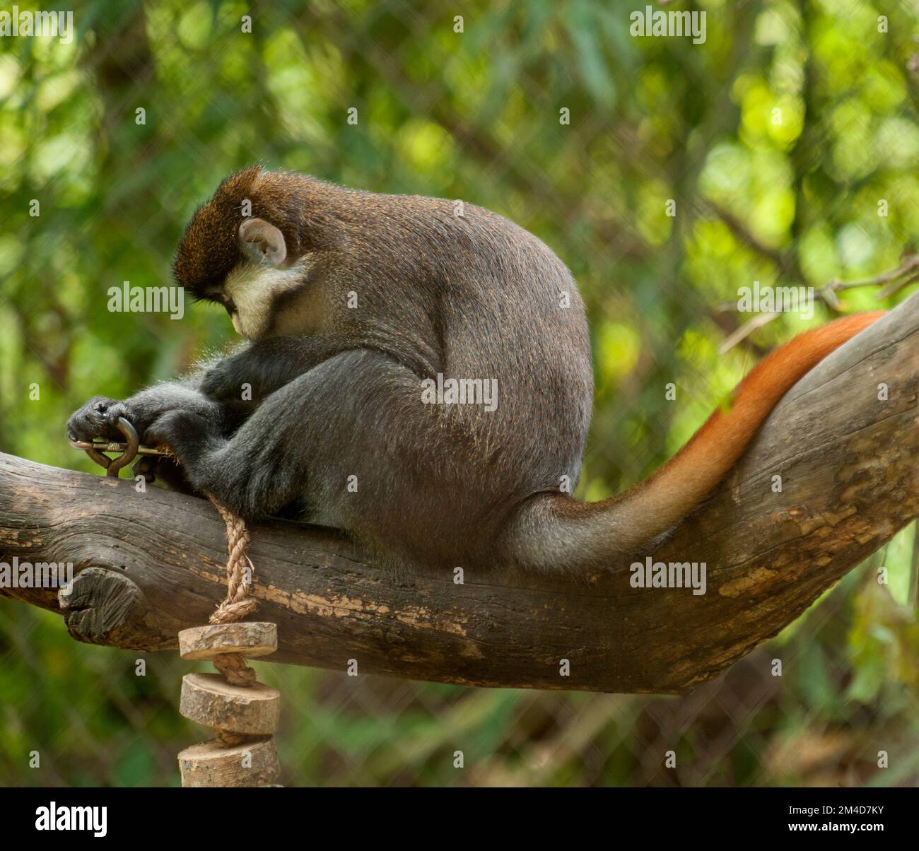 Schmidts red tailed monkey hi-res stock photography and images - Alamy