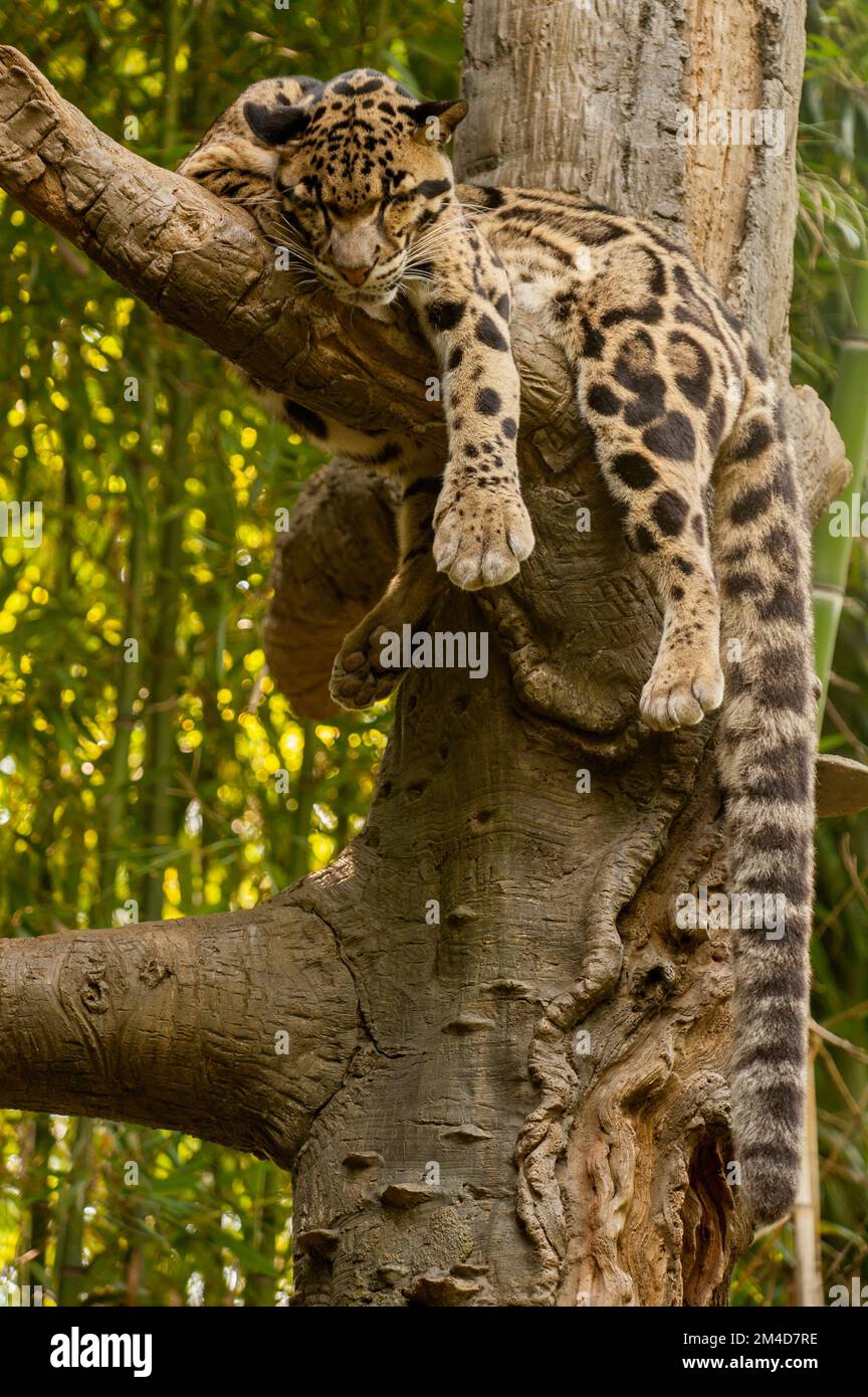 A sleeping clouded leopard (Neofelis nebulosa) in a tree at the ...