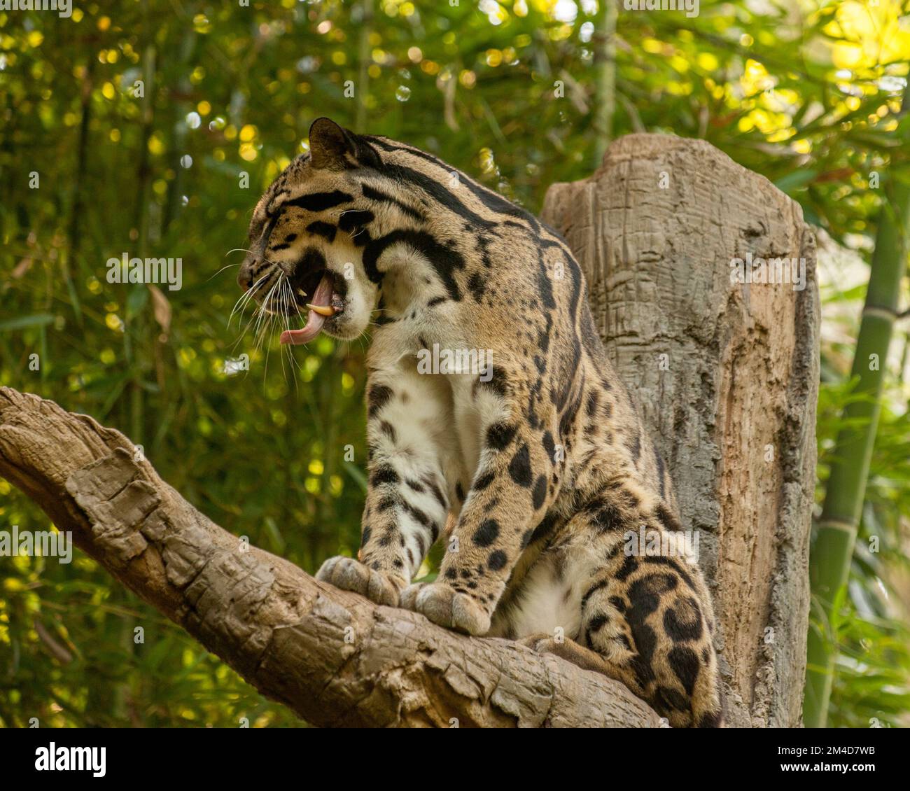 A clouded leopard (Neofelis nebulosa) waking up from a nap in a tree at ...