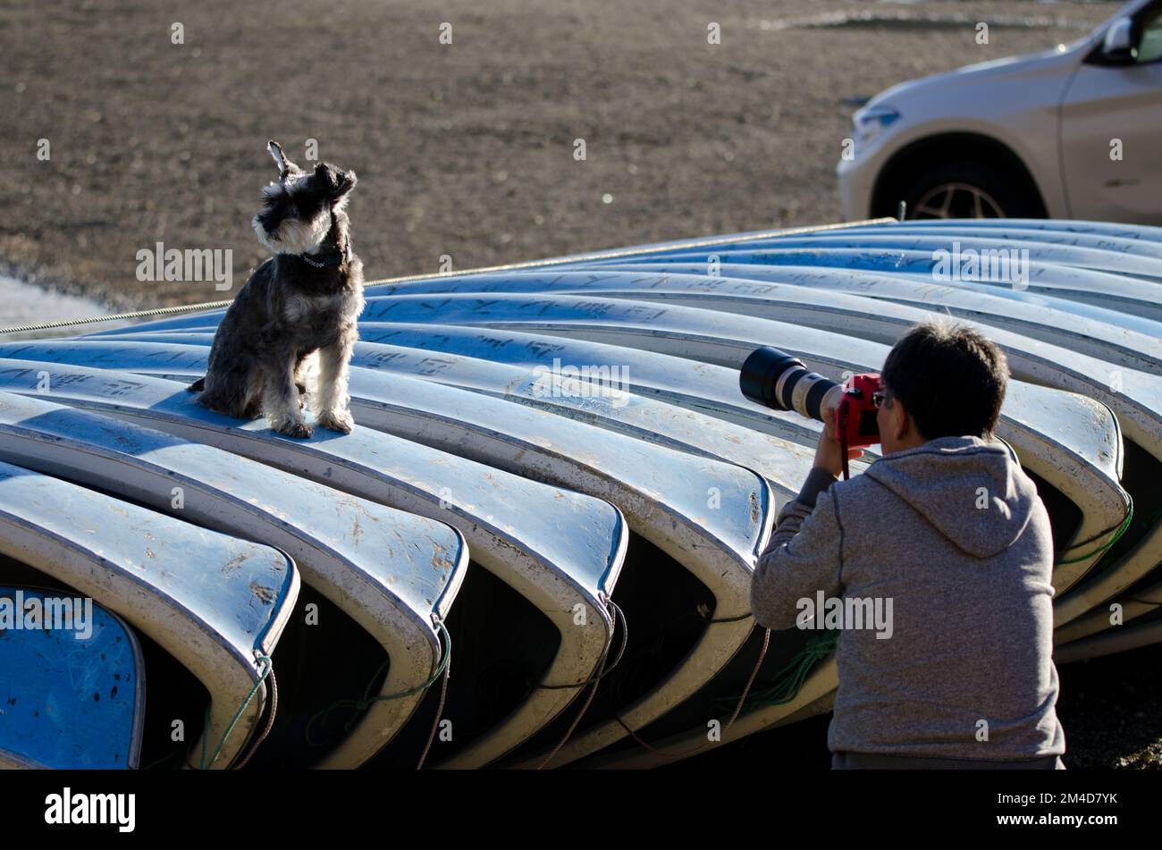 Man photographing his Miniature Schnauzer dog. Saiko Lake ...