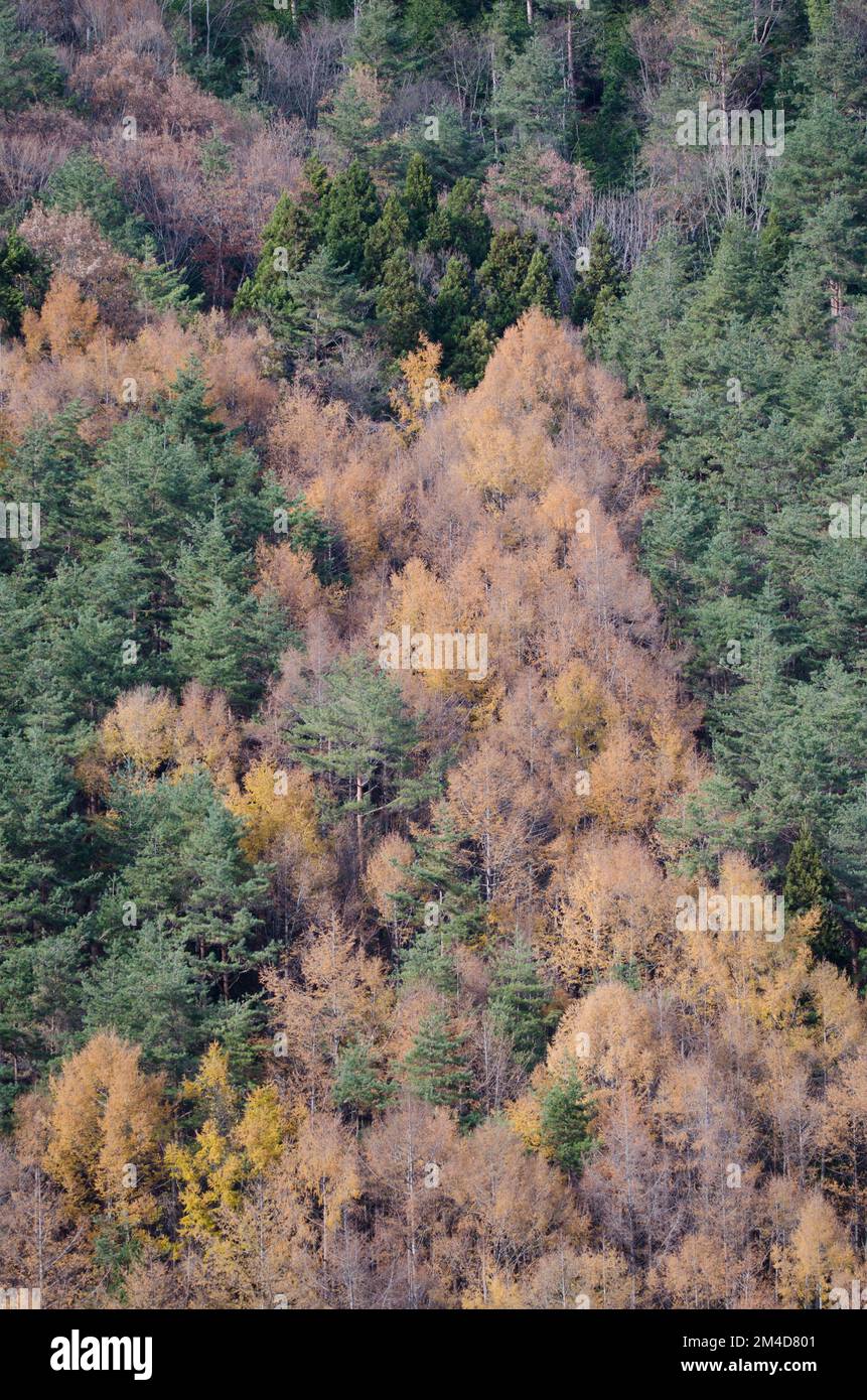 Mixed forest in autumn. Saiko. Fujikawaguchiko. Yamanashi Prefecture ...