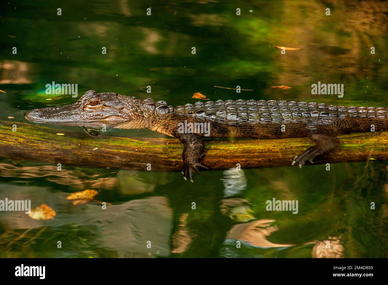 An American alligator (Alligator mississippiensis) at the Nashville ...
