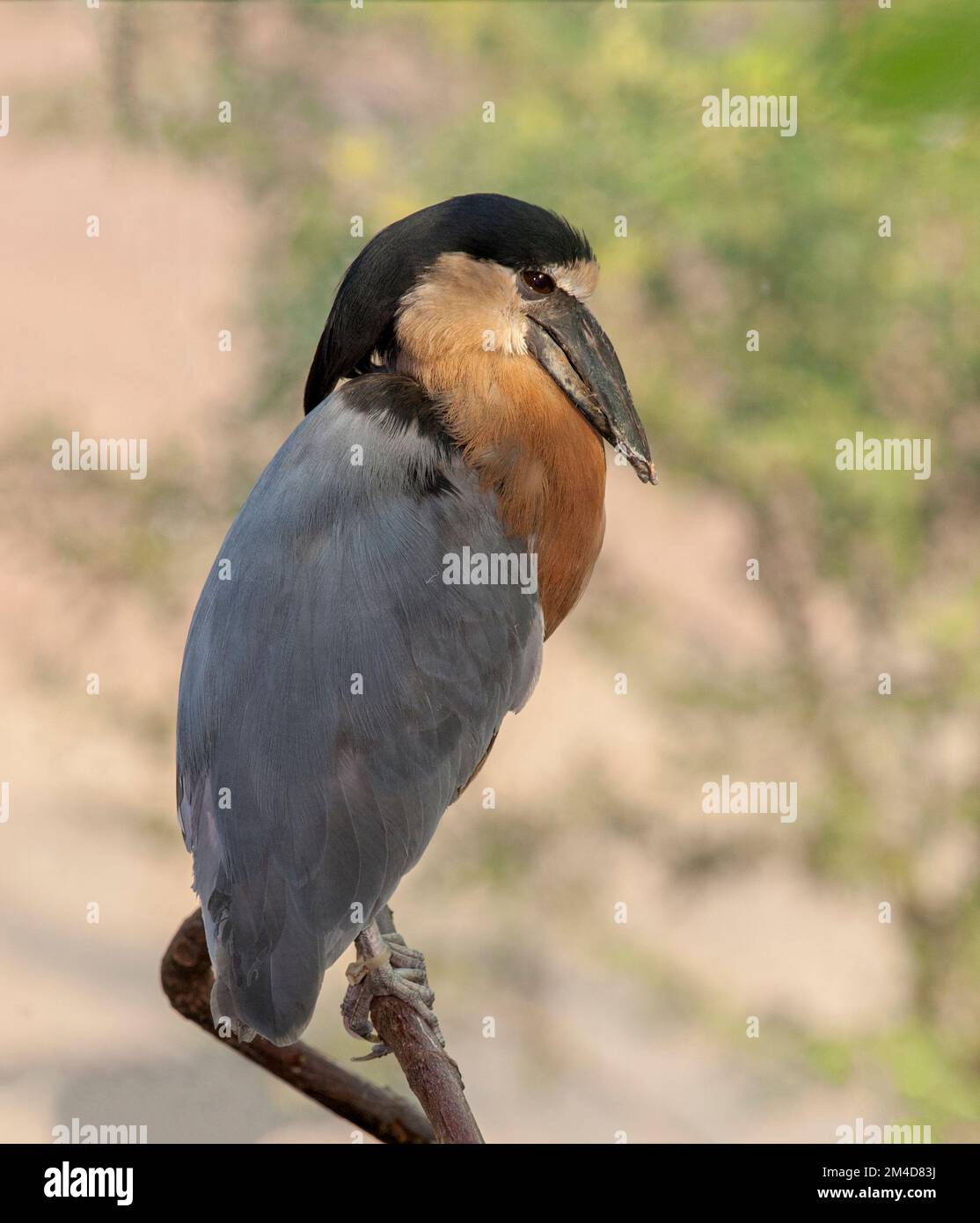 A boat-billed heron (Cochlearius cochlearius) in the aviary at the ...