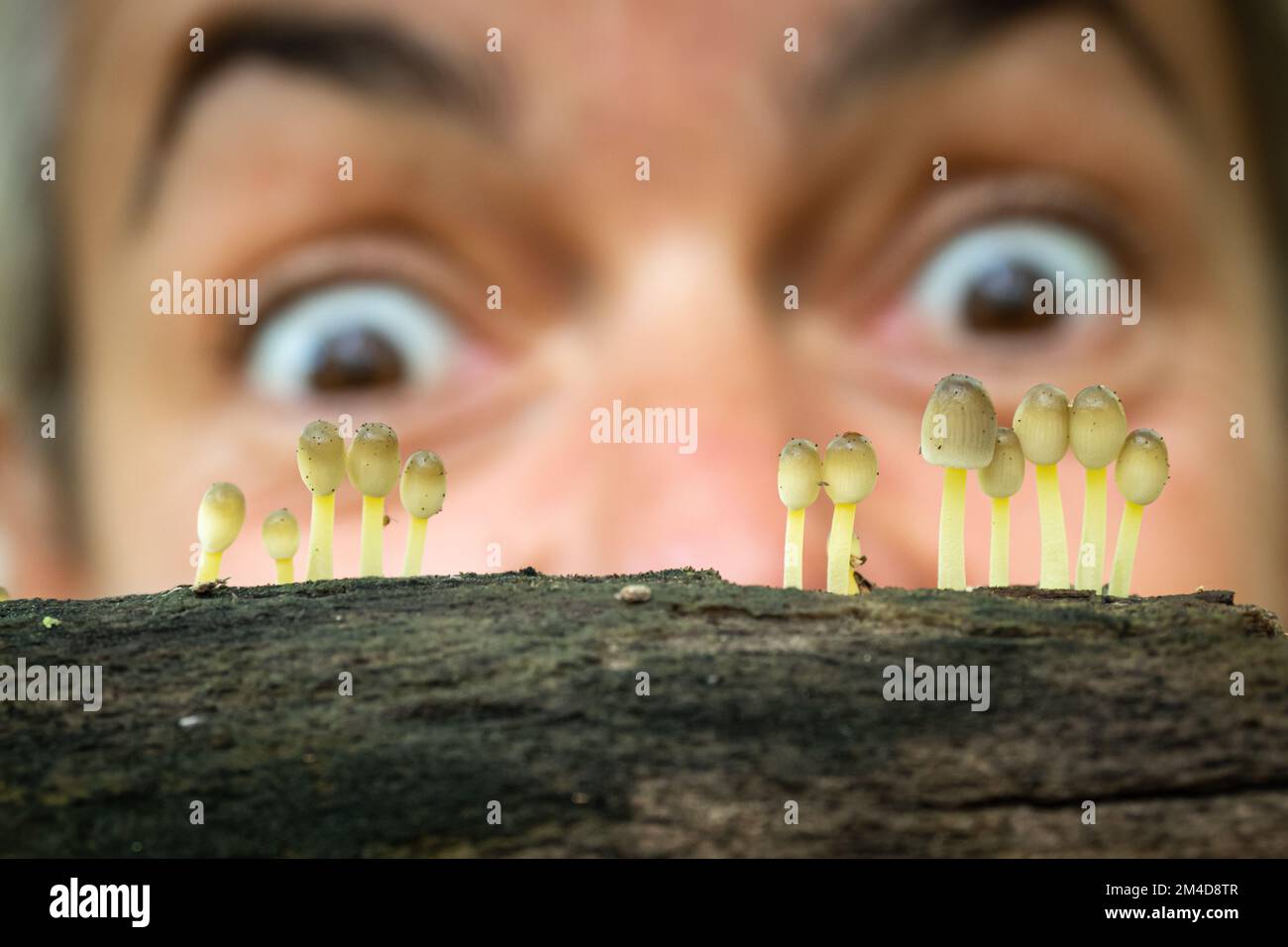 Mushroom forager trying to identify wild mushrooms in the forest with ...