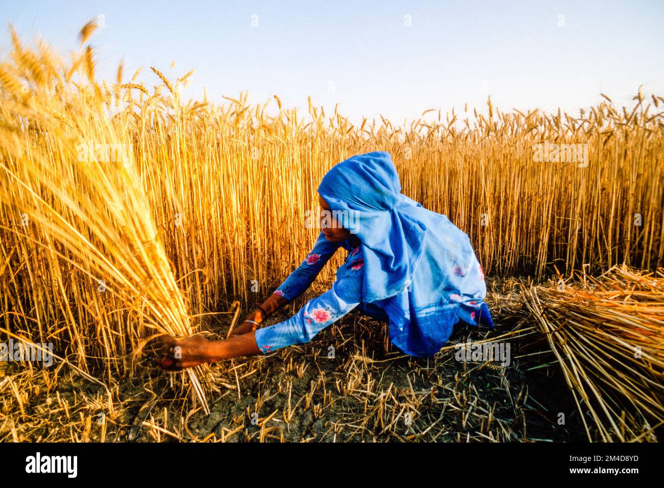 Cutting crops is still mainly done by hand Stock Photo - Alamy