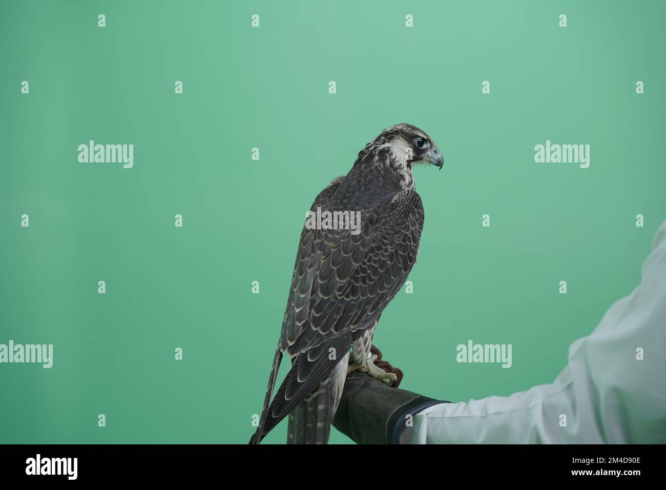 A closeup shot of a peregrine falcon bird on a green background Stock ...
