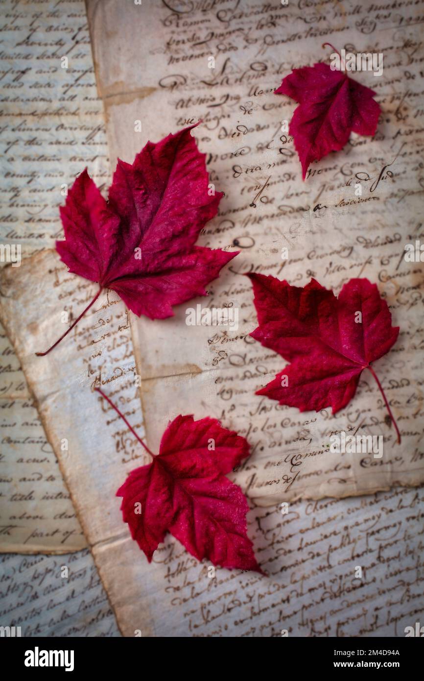 Autumn Leaves On Old Worn Letters Stock Photo - Alamy