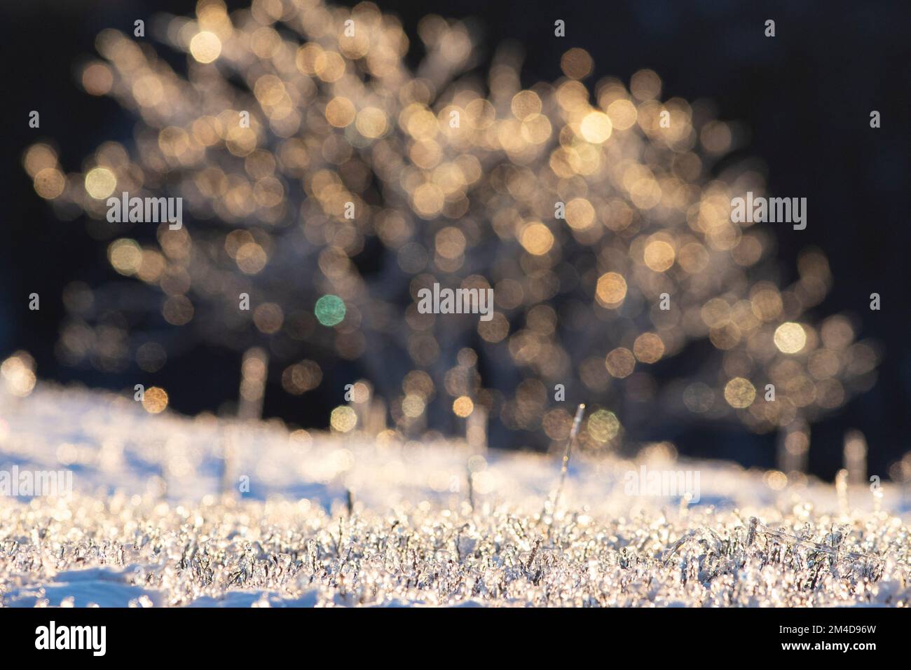 Foretes hi-res stock photography and images - Alamy