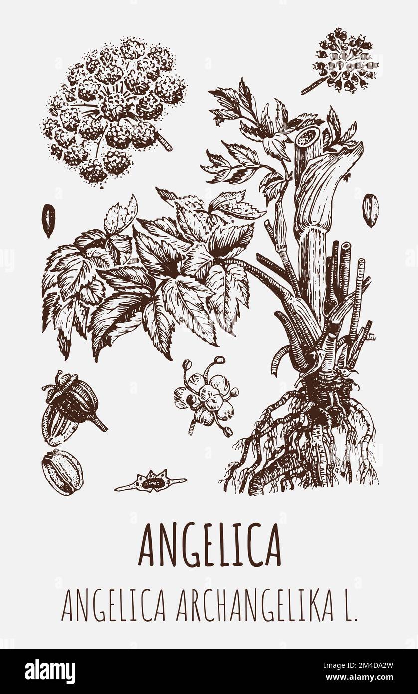 Vector drawings of Angelica archangelica. Hand drawn illustration ...