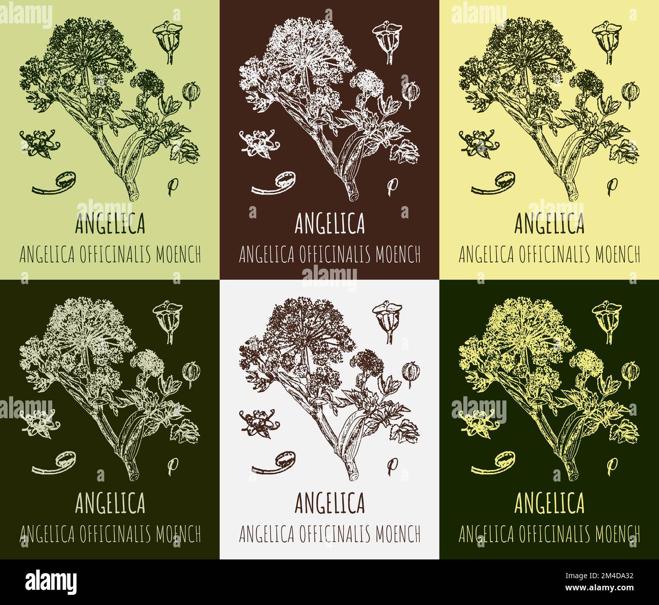 Set of vector drawings Angelica archangelica in different colors. Hand ...