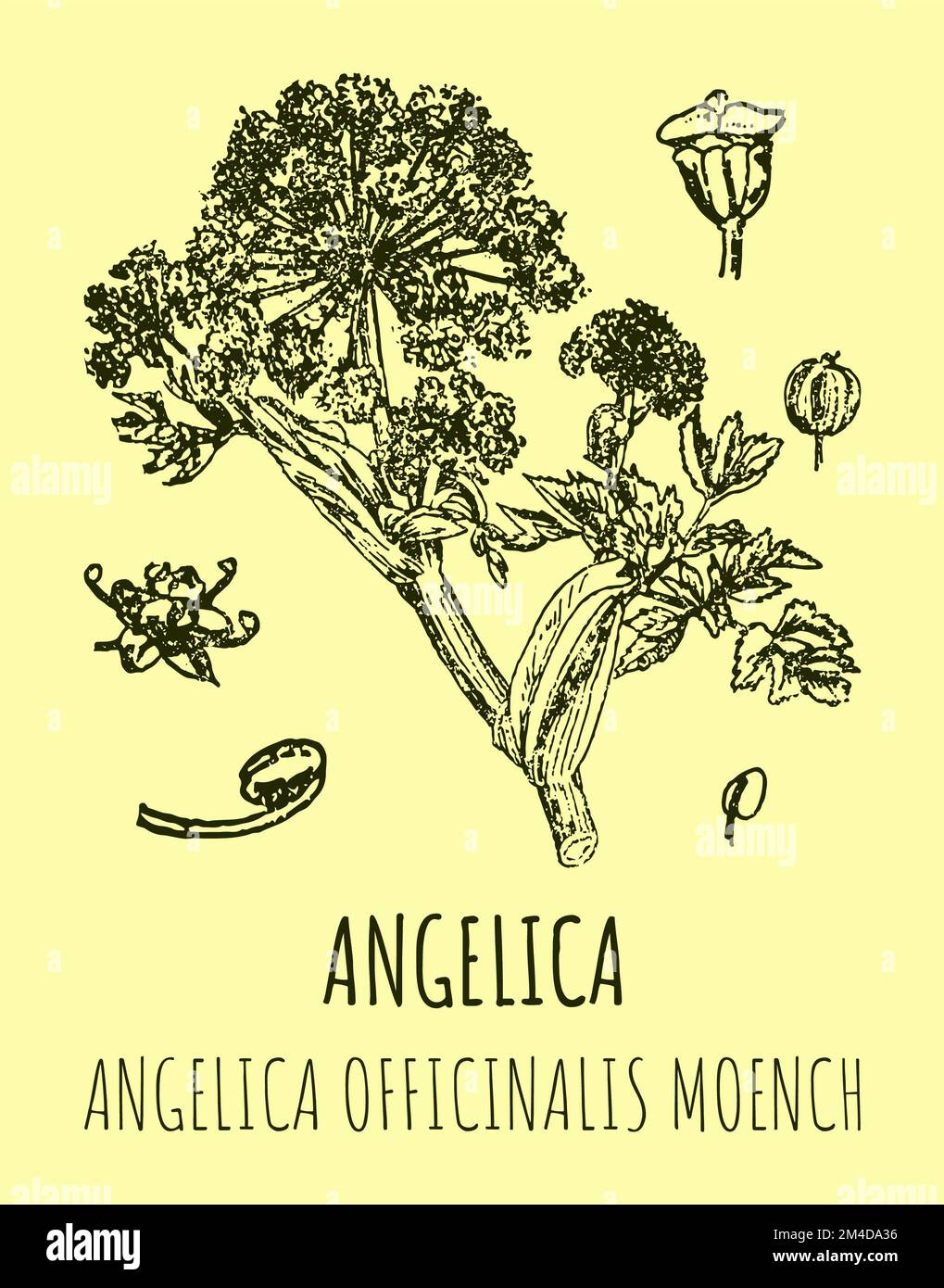 Vector drawings of Angelica archangelica. Hand drawn illustration ...