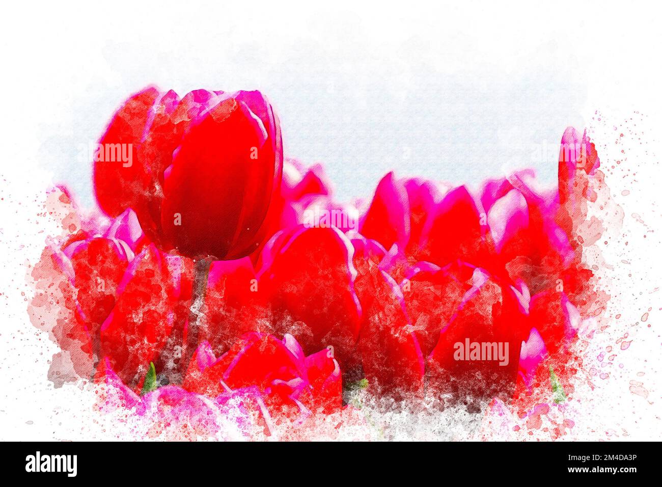 Watercolor art Red tulips , white background Stock Photo - Alamy