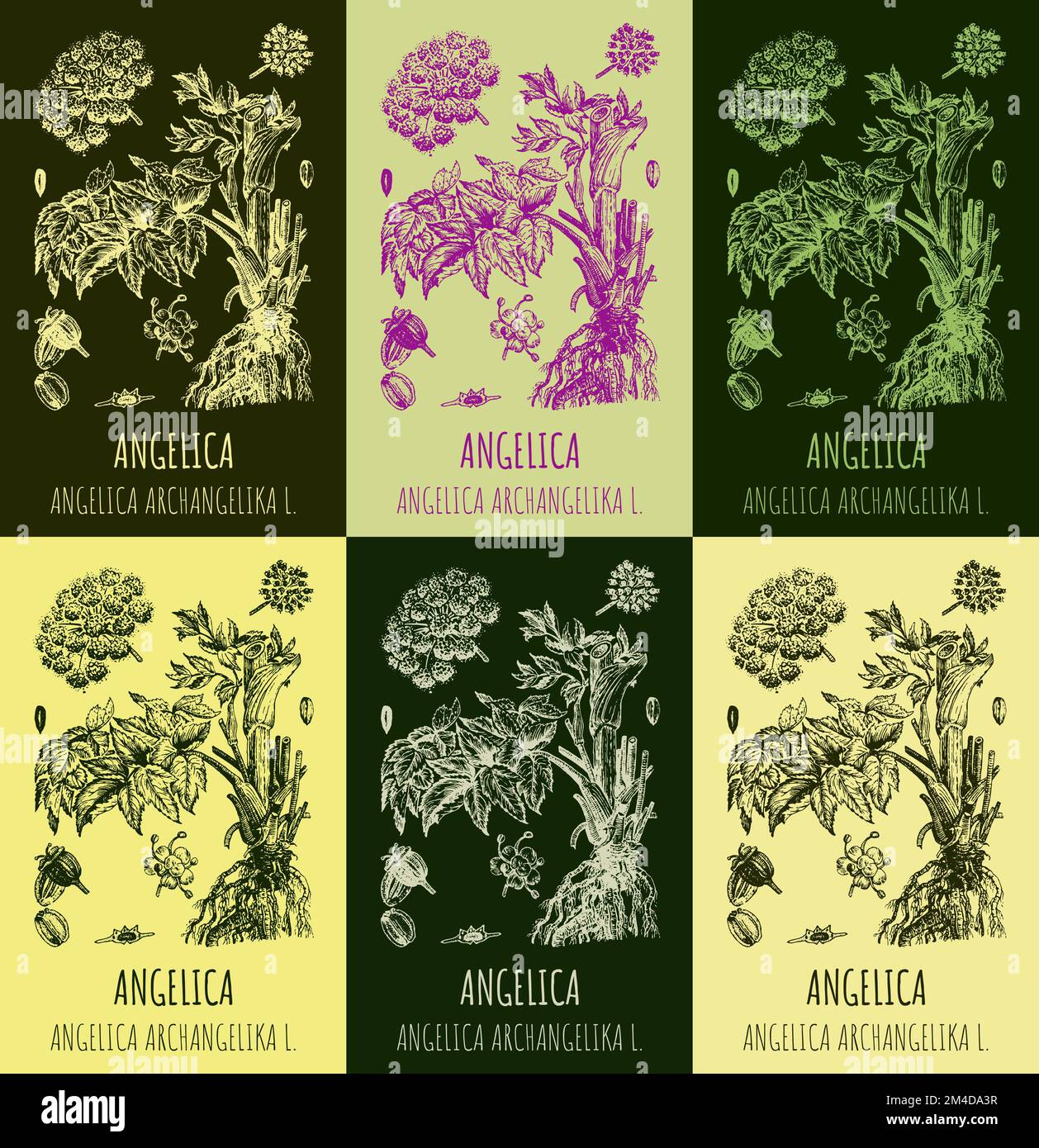 Set of vector drawings Angelica archangelica in different colors. Hand ...