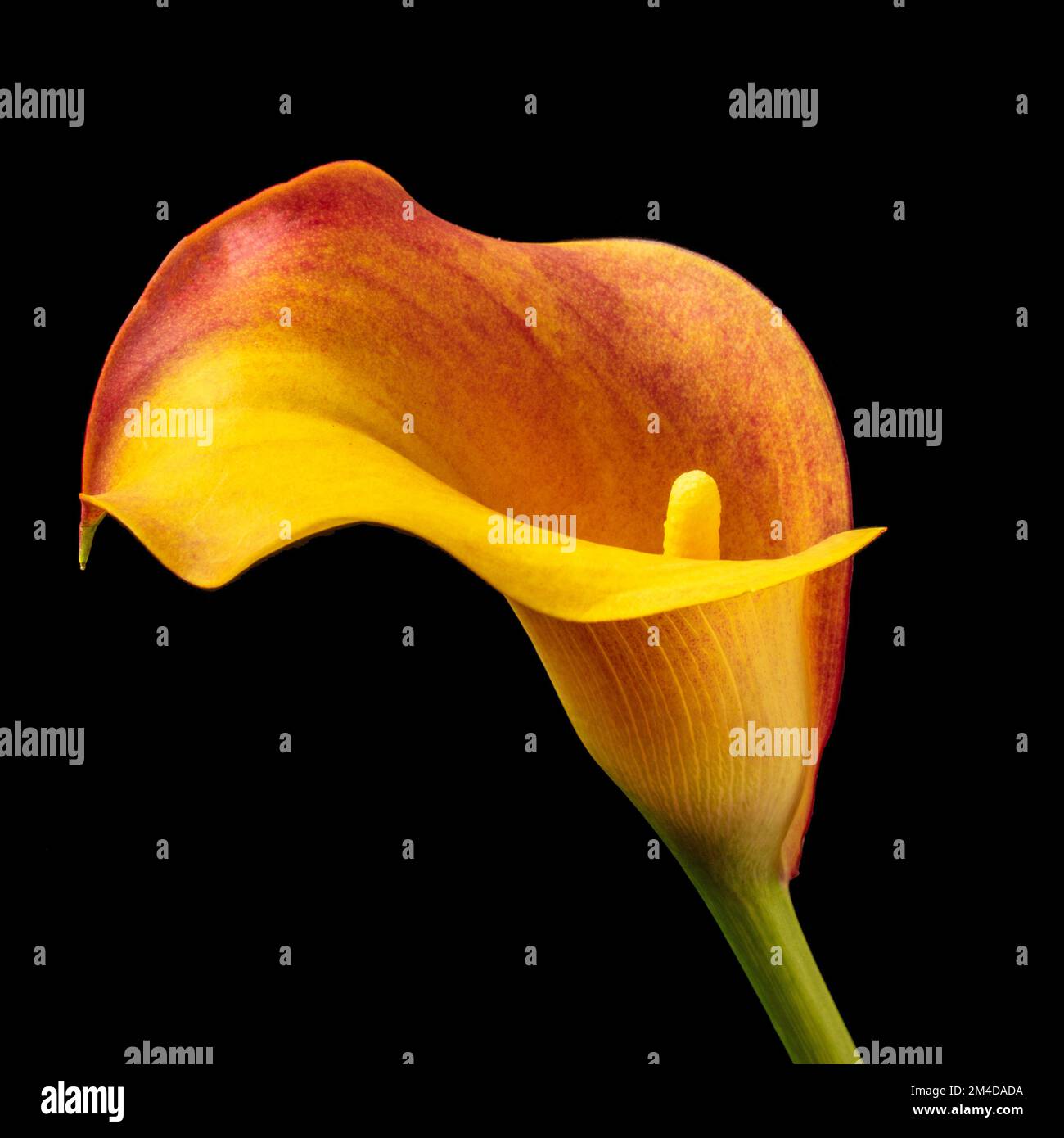 Calla lily Wave Stock Photo - Alamy