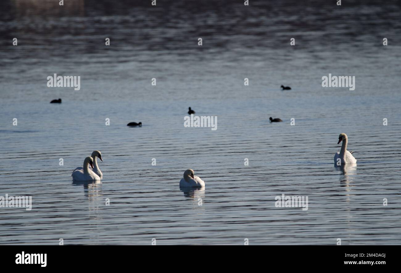 Mute swans Cygnus olor. Lake Yamanako. Yamanashi Prefecture. Fuji ...