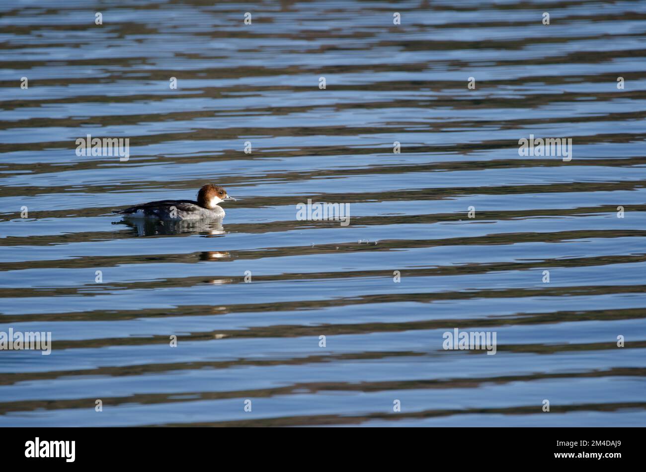 Little grebe Tachybaptus ruficollis poggei. Lake Yamanako. Yamanakako ...