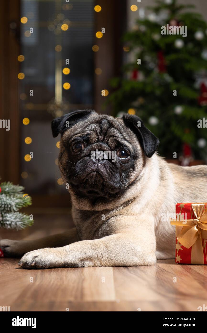 A cute pug sits near a Christmas tree. Christmas, New Year and dogs ...
