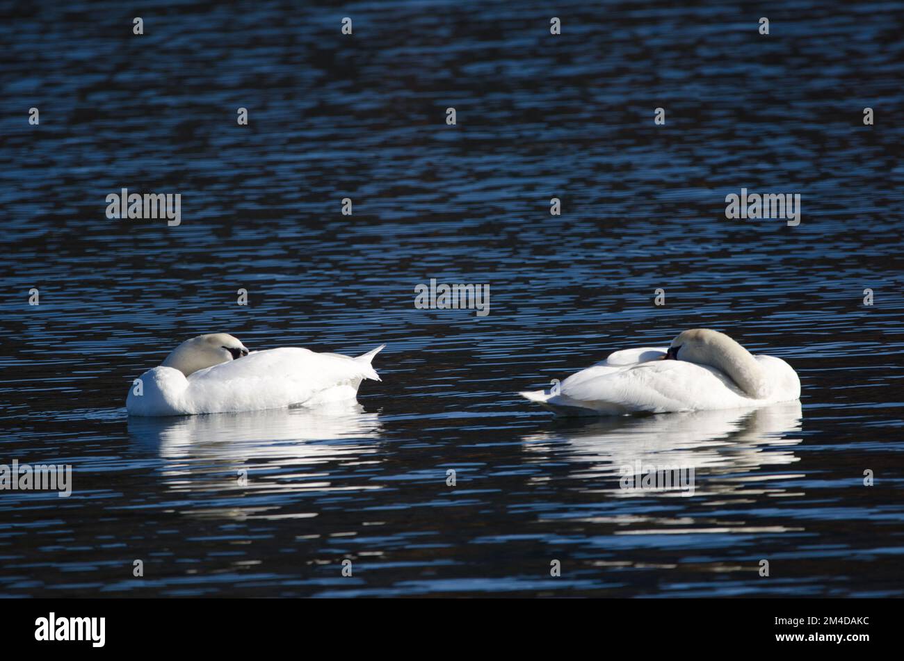 Mute swans Cygnus olor sleeping. Lake Yamanako. Yamanashi Prefecture ...