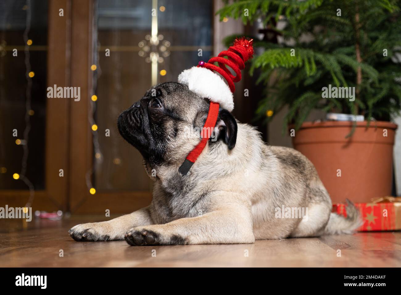 Funny one-year-old pug in a Christmas cap. Christmas, New Year and dogs ...