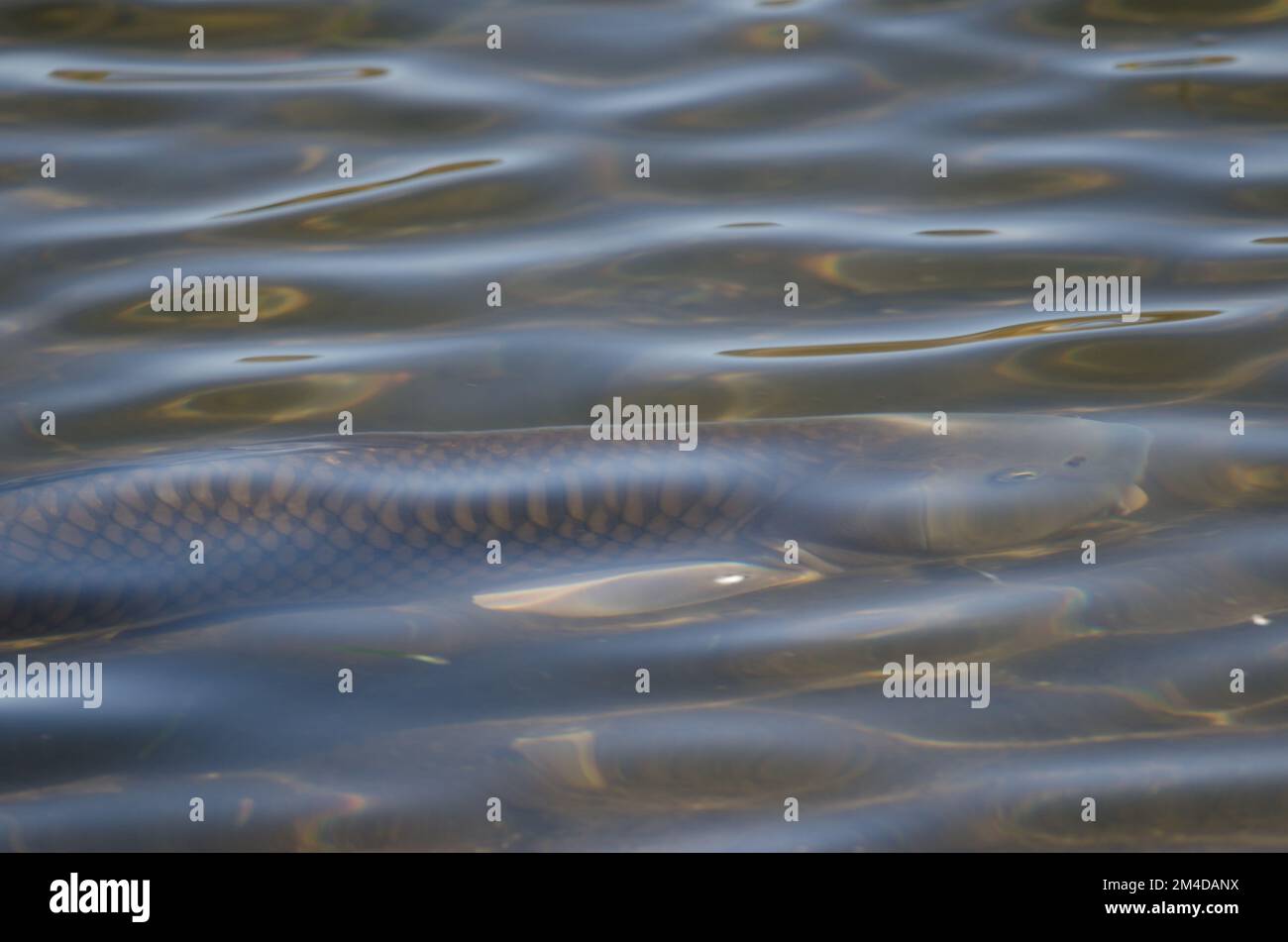 Eurasian carp Cyprinus carpio. Lake Yamanako. Yamanakako. Yamanashi ...