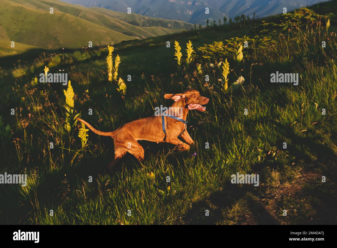 Vizsla Dog Running Uphill With Flapping Ears Stock Photo - Alamy