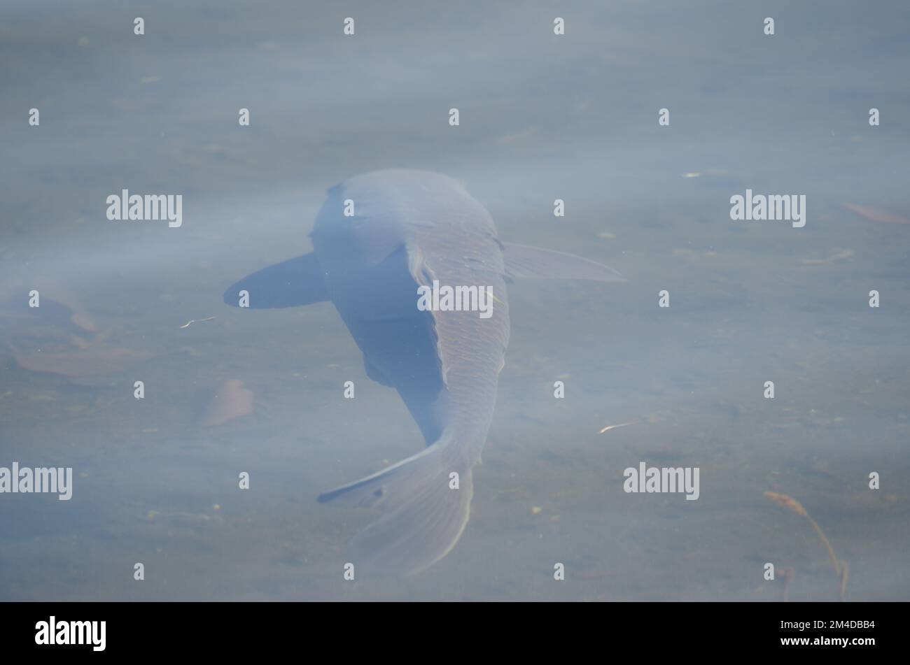 Eurasian carp Cyprinus carpio. Lake Yamanako. Yamanakako. Yamanashi ...
