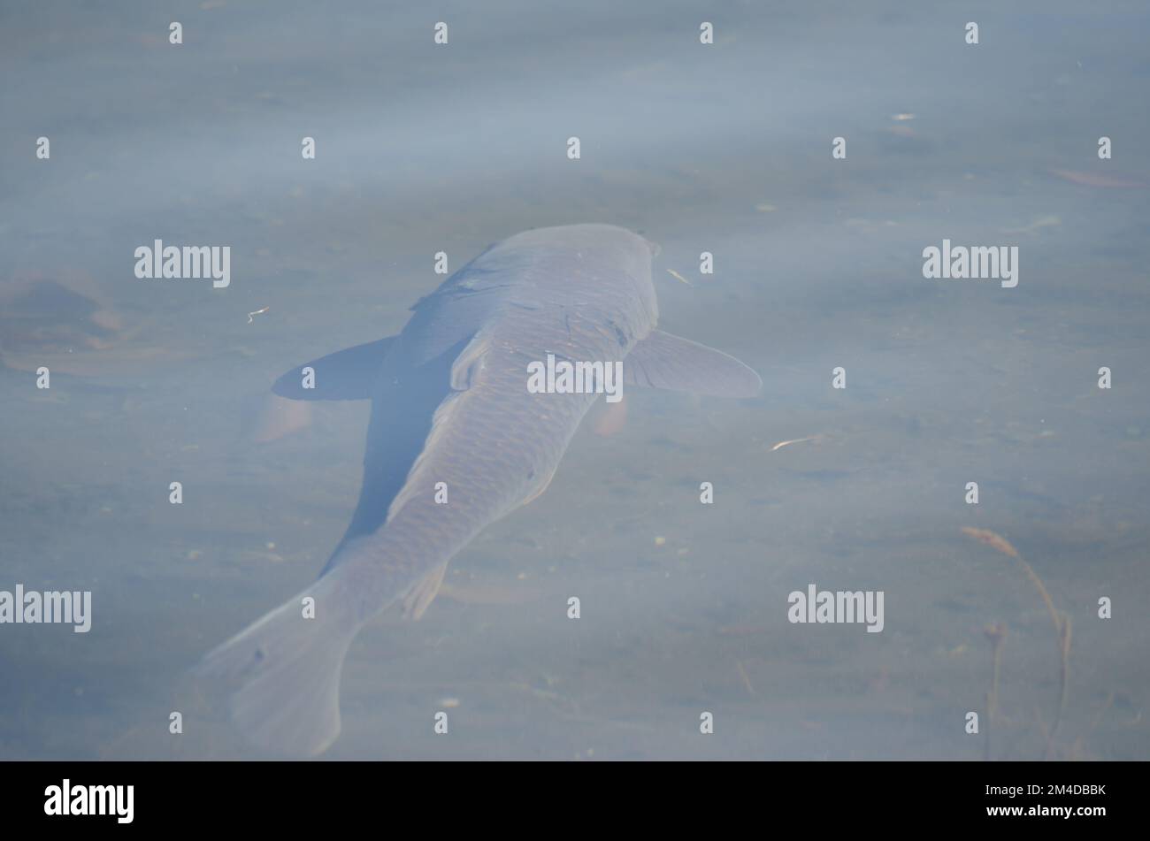 Eurasian carp Cyprinus carpio. Lake Yamanako. Yamanakako. Yamanashi ...