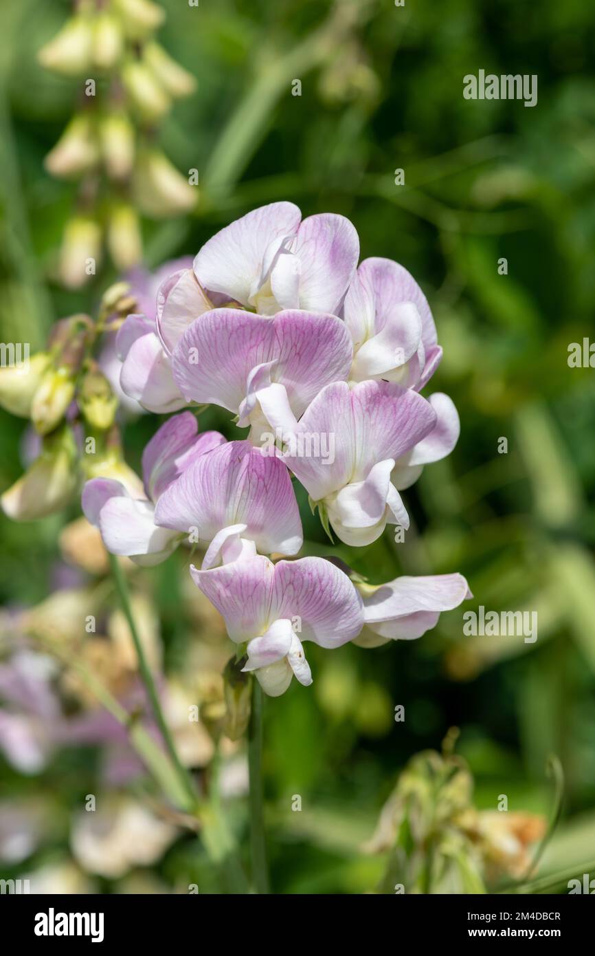 Close up of pink and white sweet pea (lathyrus odoratus) flowers in ...