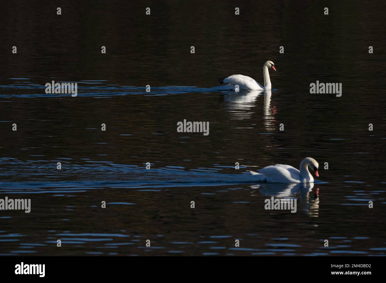 Pair of mute swans Cygnus olor. Lake Yamanako. Yamanakako. Yamanashi ...