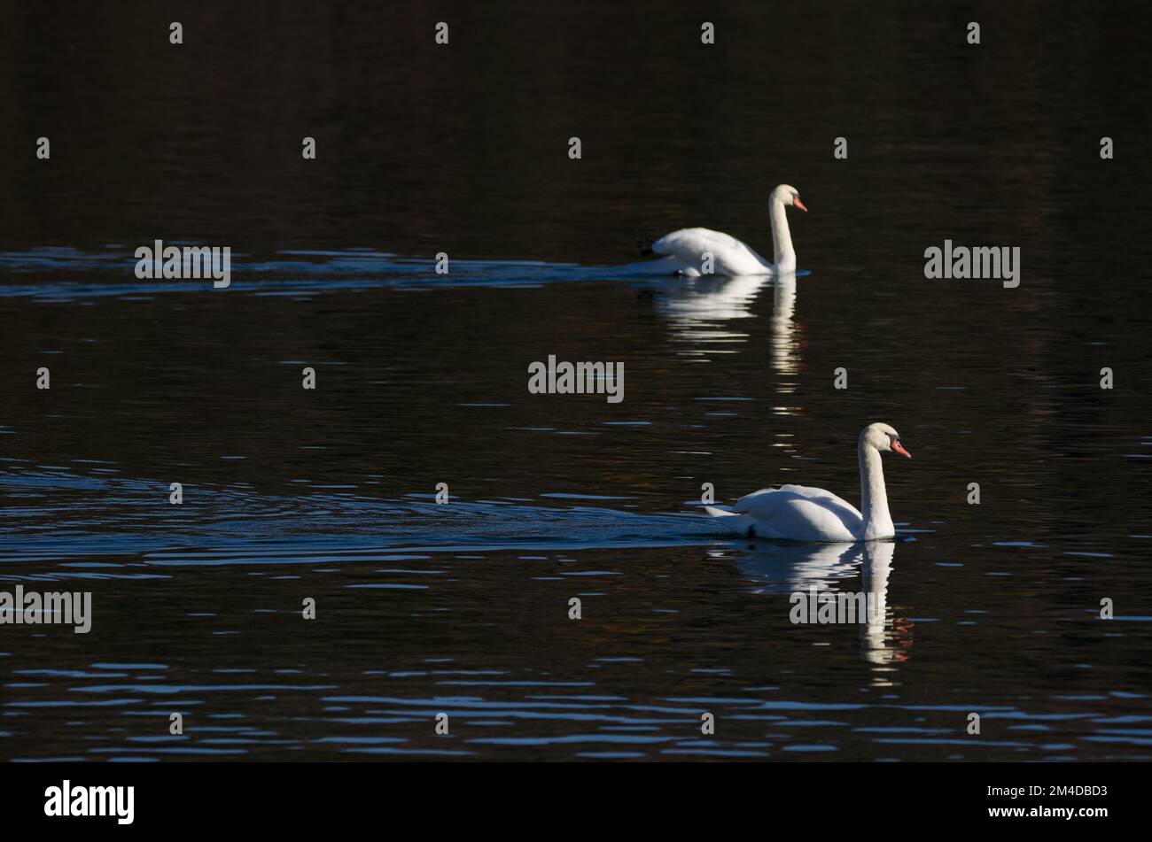 Pair of mute swans Cygnus olor. Lake Yamanako. Yamanakako. Yamanashi ...