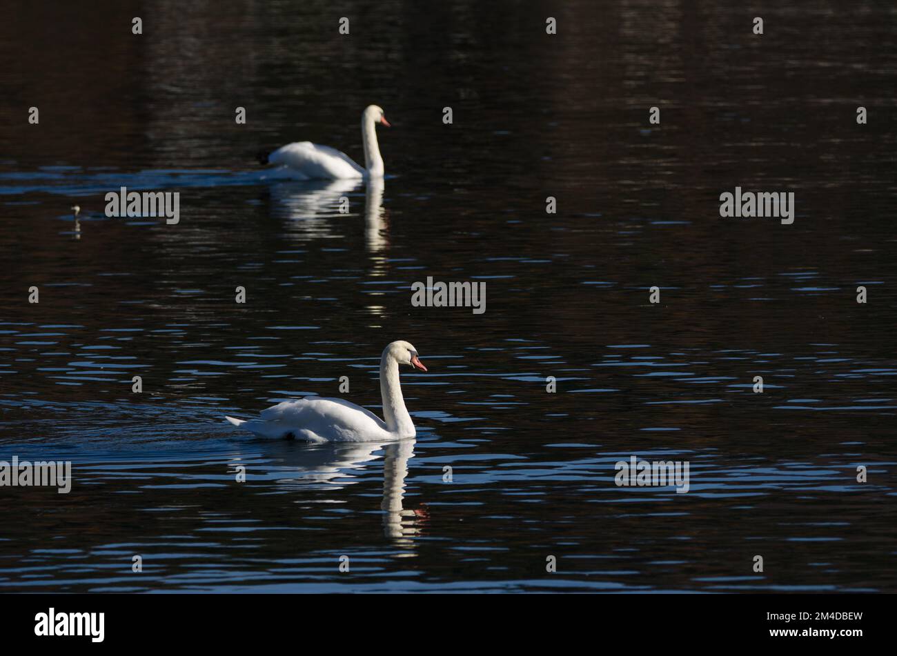Pair of mute swans Cygnus olor. Lake Yamanako. Yamanakako. Yamanashi ...