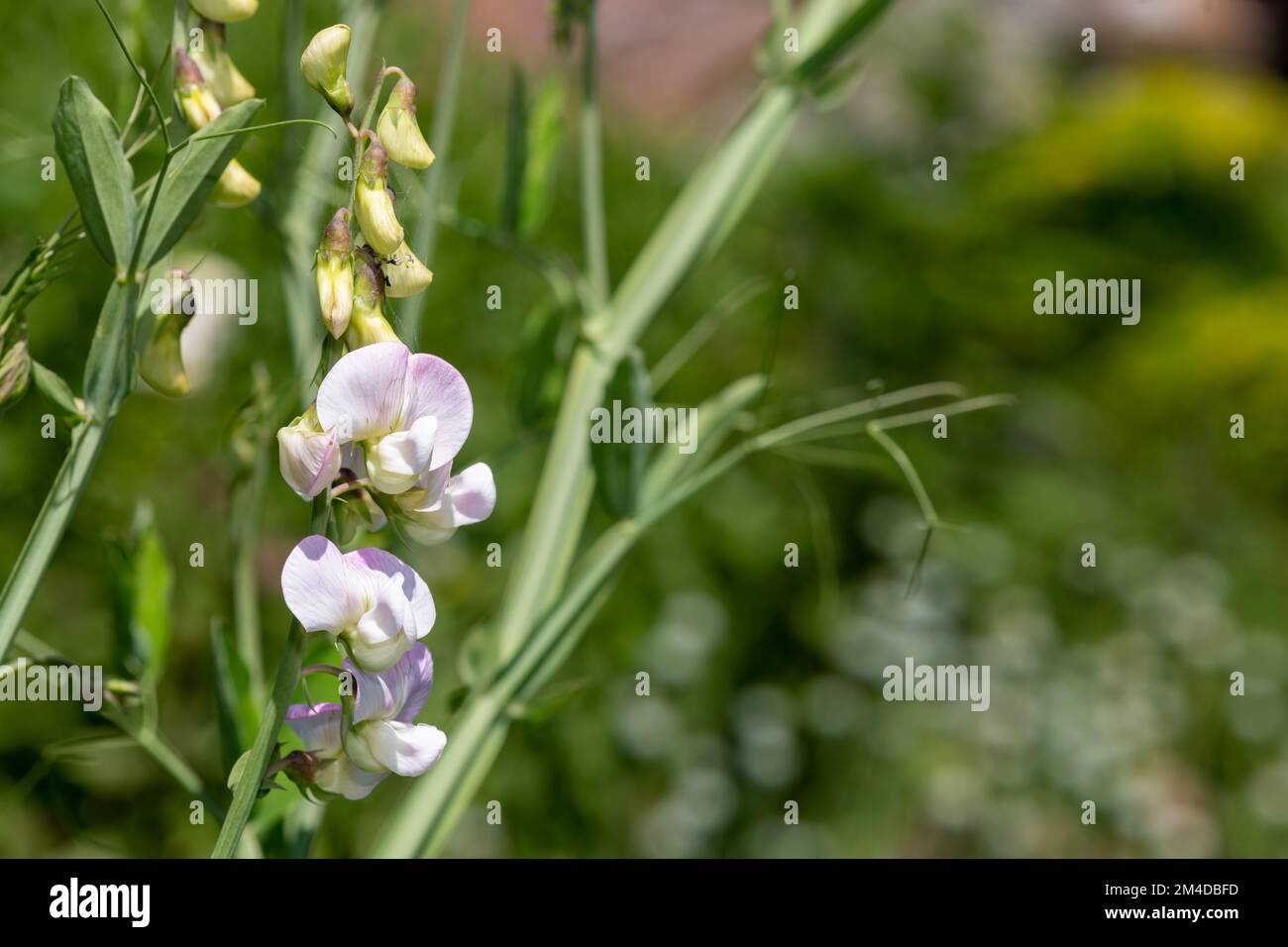 Close up of pink and white sweet pea (lathyrus odoratus) flowers in ...