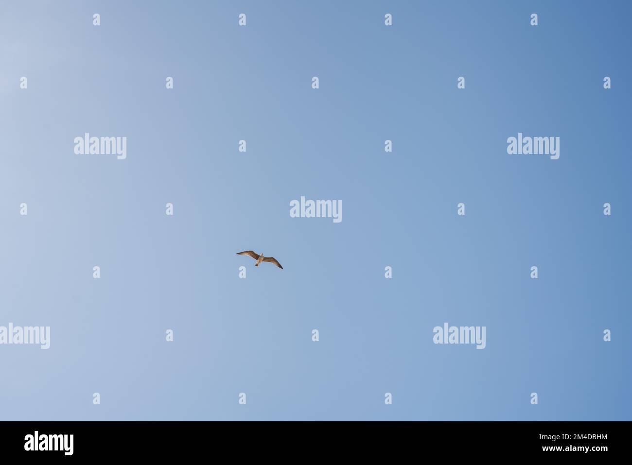 A seagull flying alone with blue sky Stock Photo - Alamy