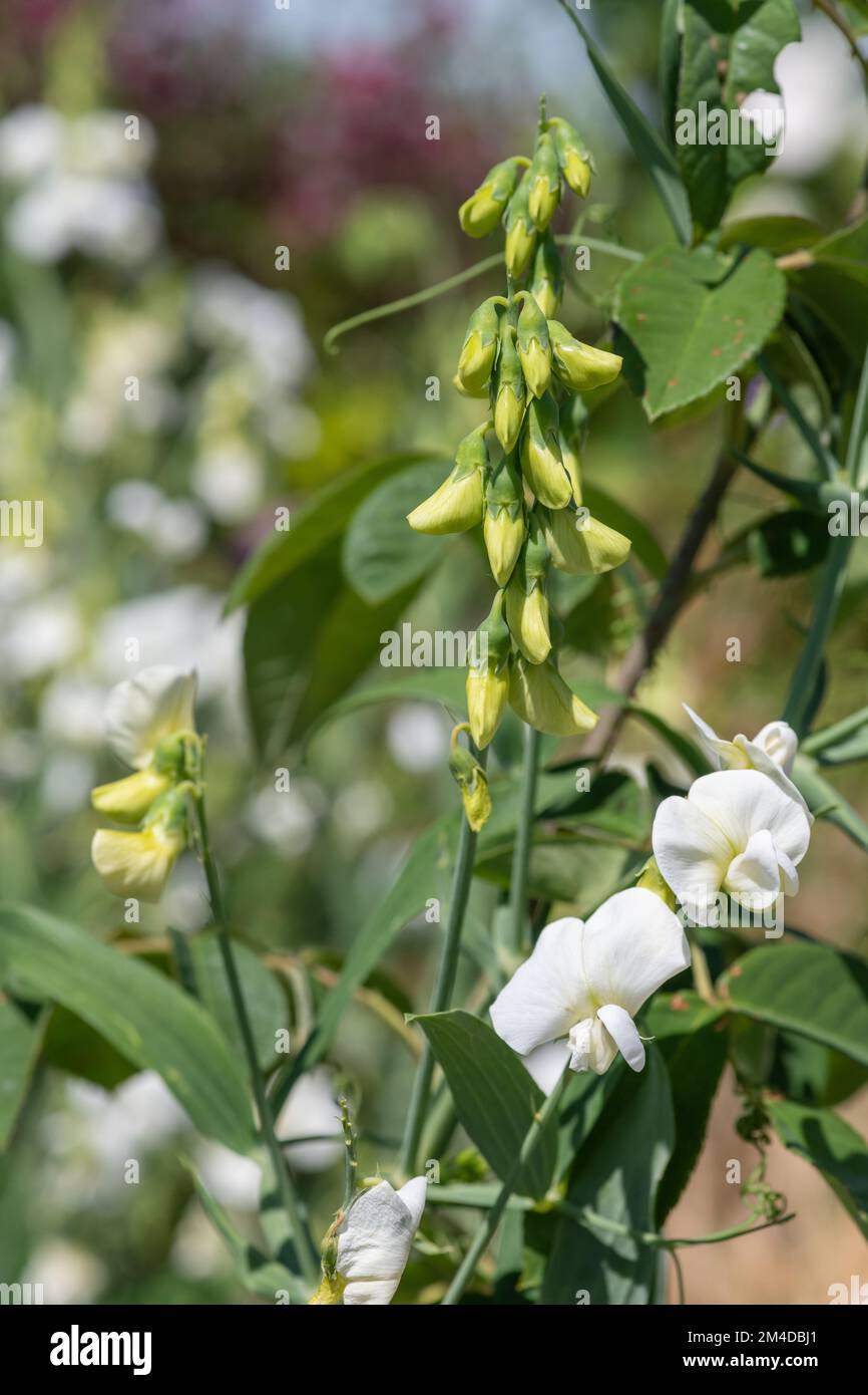 Close up of white sweet pea (lathyrus odoratus) flowers in bloom Stock ...