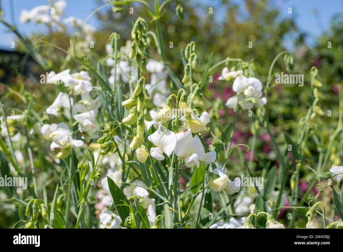 Close up of white sweet pea (lathyrus odoratus) flowers in bloom Stock ...