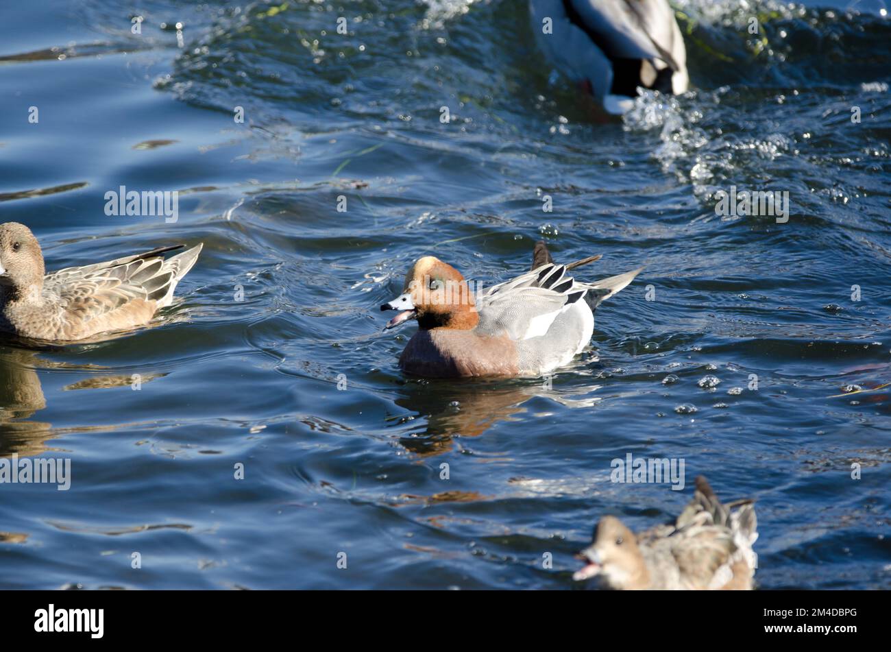 Male Eurasian wigeon Mareca penelope calling. Lake Yamanako. Yamanakako ...