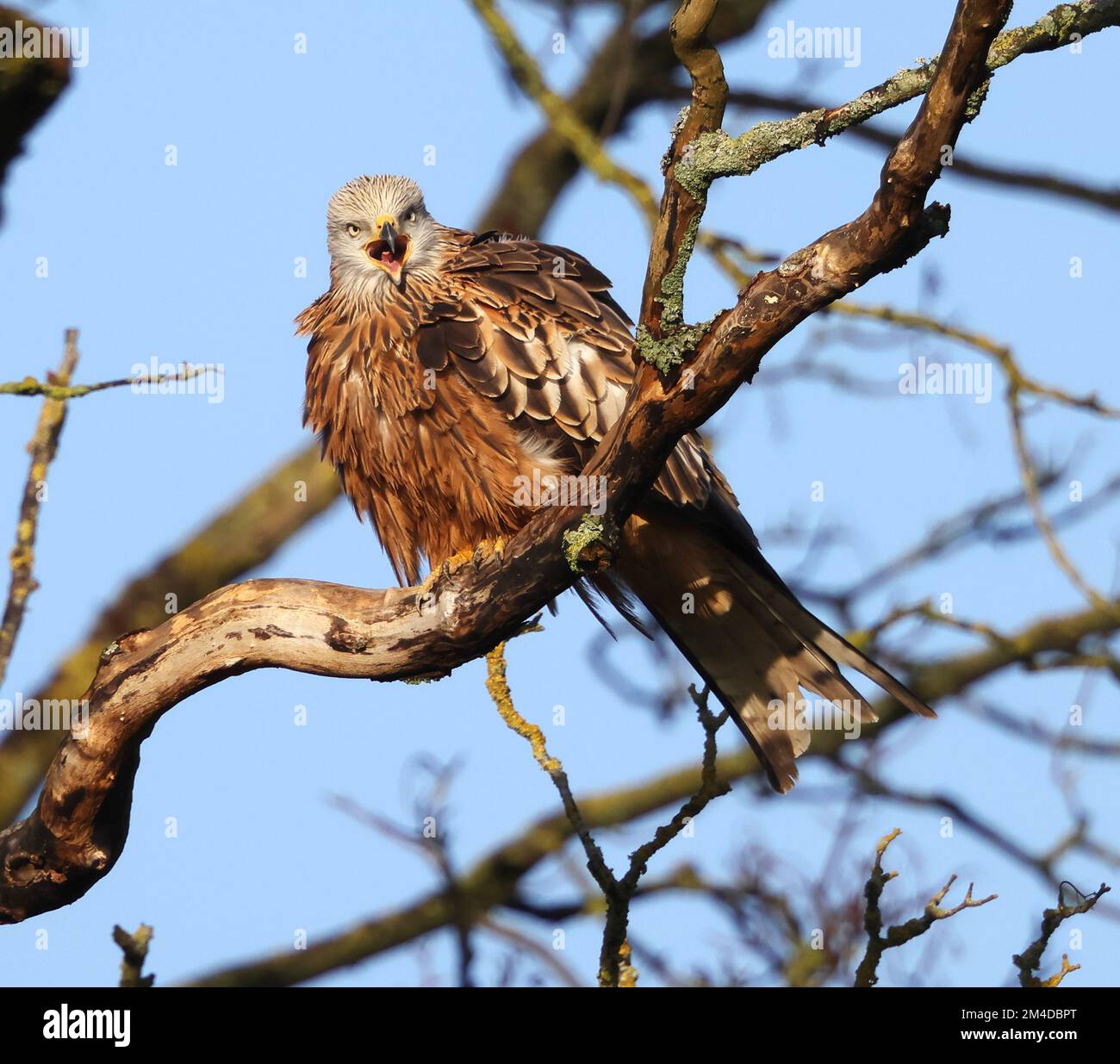 Red Kite in an old tree in the Cotswold Hills during the Winter time ...