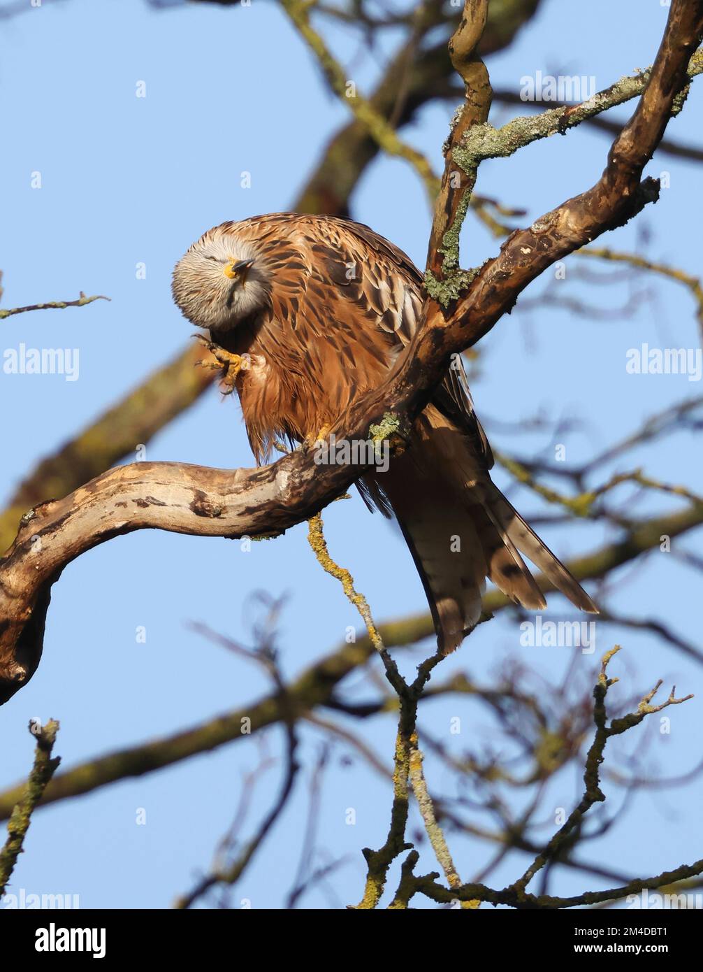 Red Kite in an old tree in the Cotswold Hills during the Winter time ...