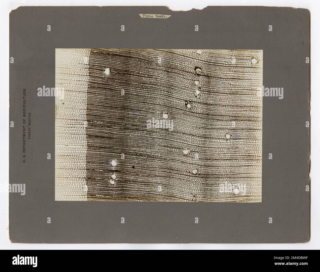 Wood Anatomy - All States. Photographs Relating to National Forests ...