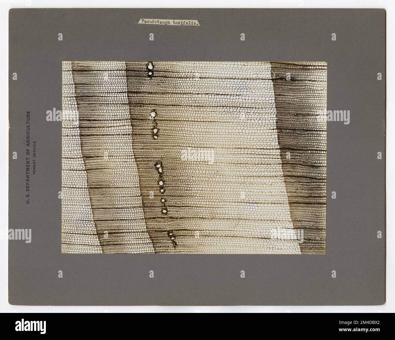 Wood Anatomy - All States. Photographs Relating to National Forests ...