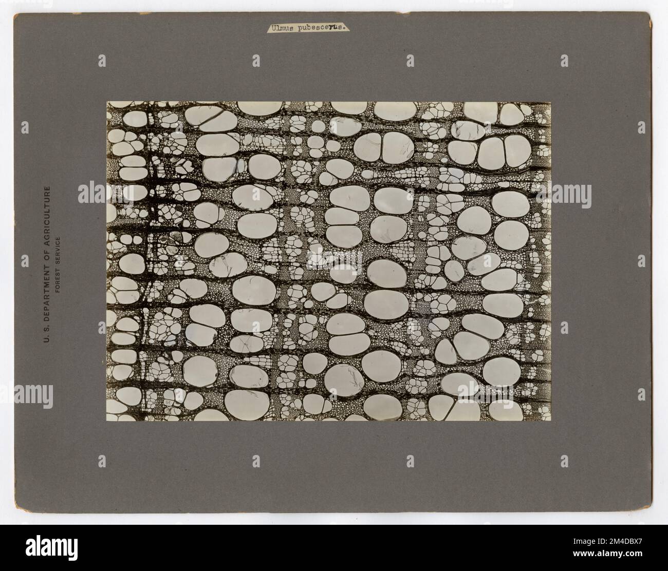 Wood Anatomy - All States. Photographs Relating to National Forests ...