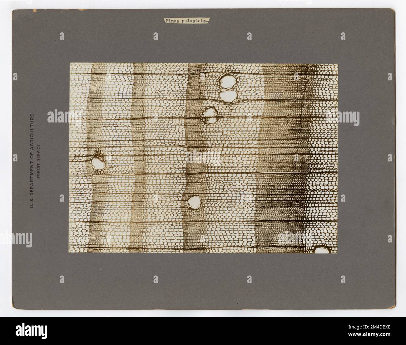 Wood Anatomy - All States. Photographs Relating to National Forests ...