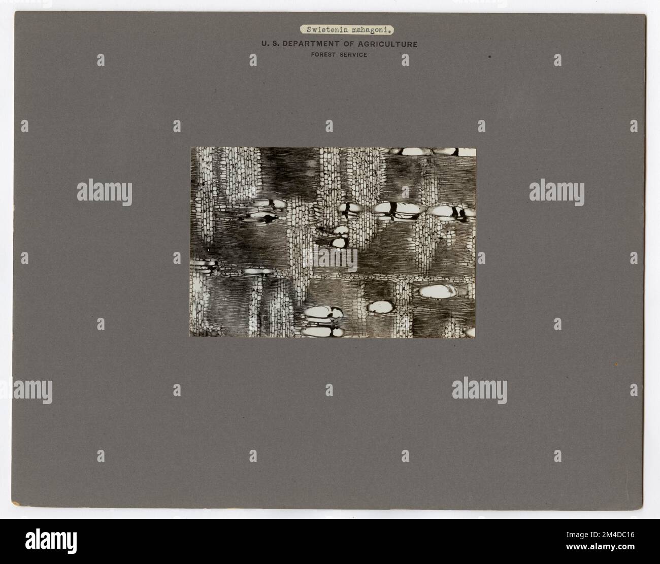 Wood Anatomy - All States. Photographs Relating to National Forests ...