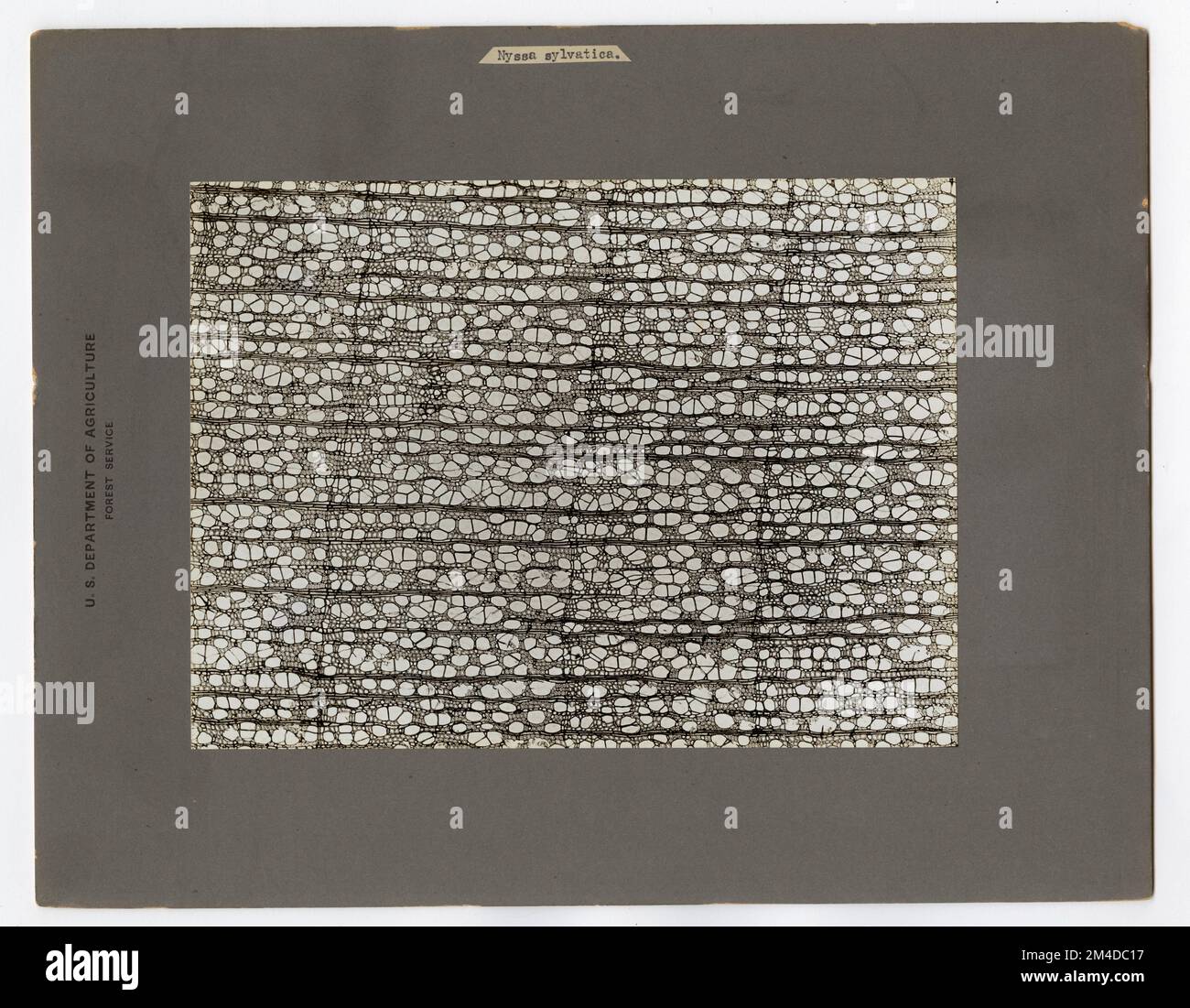 Wood Anatomy - All States. Photographs Relating to National Forests ...