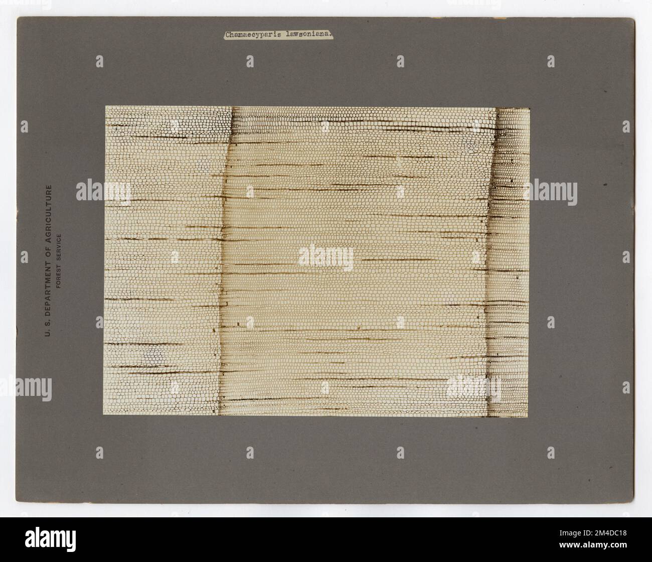 Wood Anatomy - All States. Photographs Relating to National Forests ...