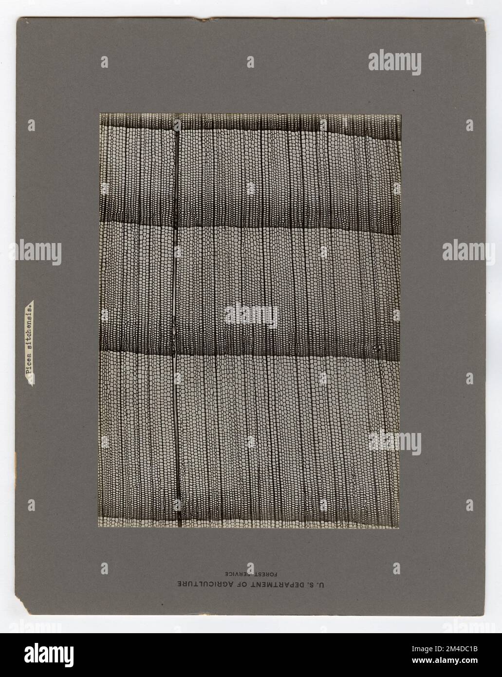Wood Anatomy - All States. Photographs Relating to National Forests ...