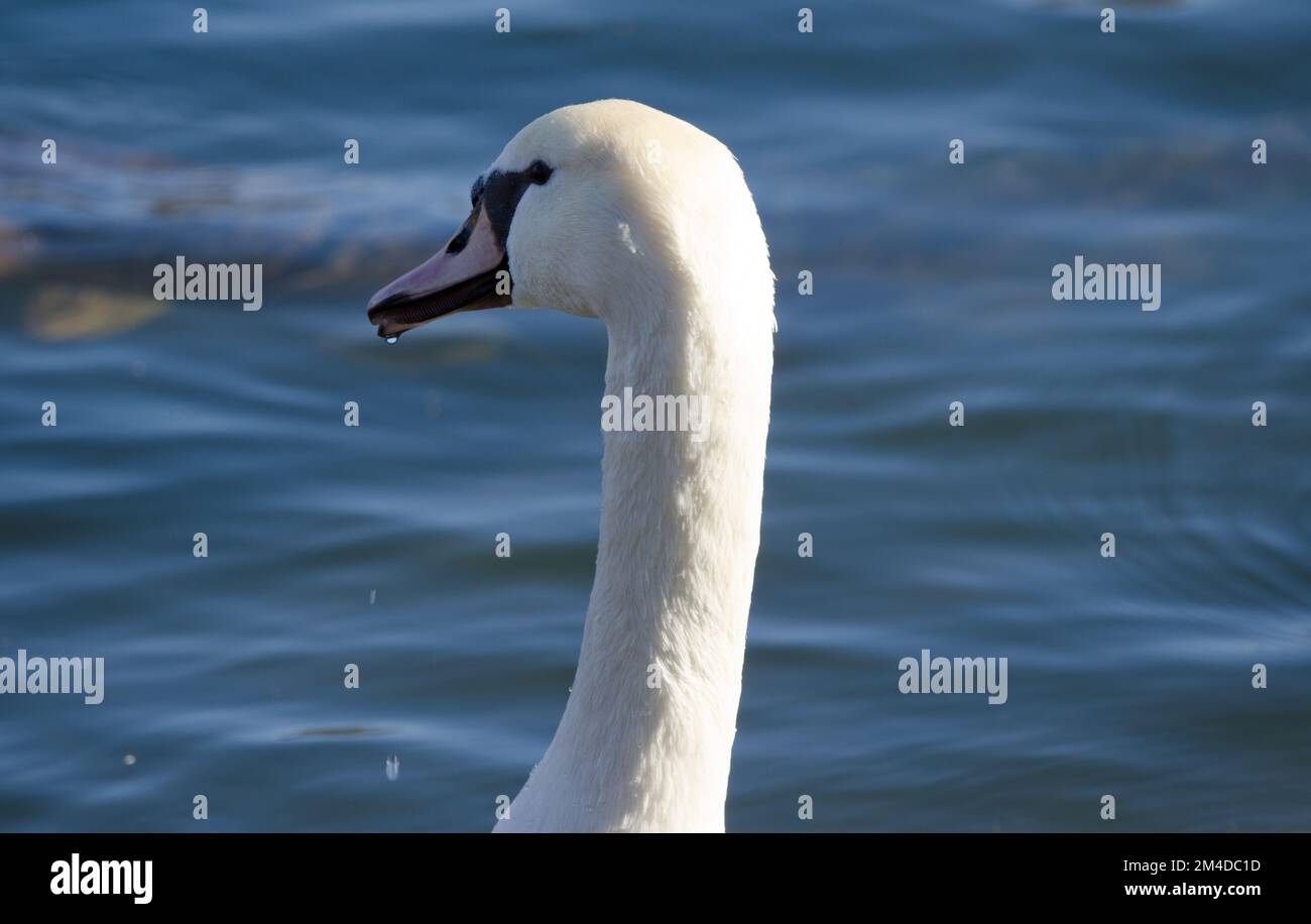 Mute swan Cygnus olor. Lake Yamanako. Yamanakako. Yamanashi Prefecture ...