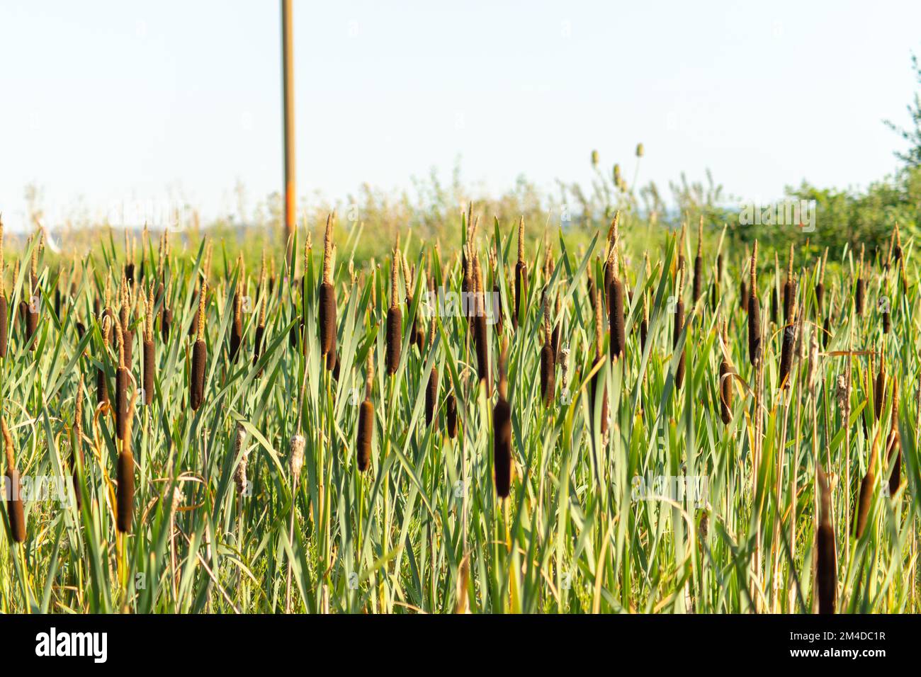 Tall grass marsh area hi-res stock photography and images - Alamy