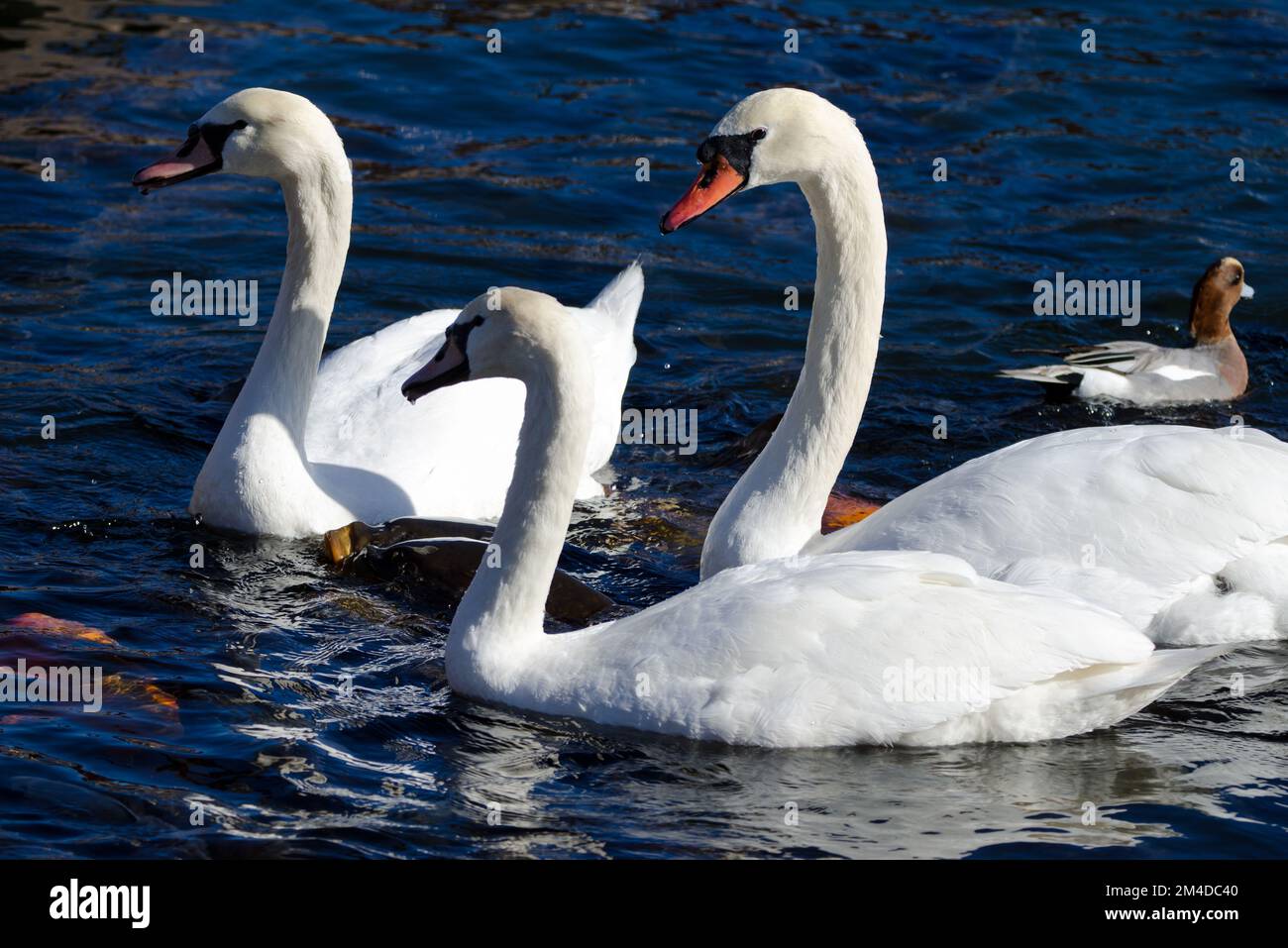 Mute swans Cygnus olor and Eurasian carps Cyprinus carpio. Lake ...